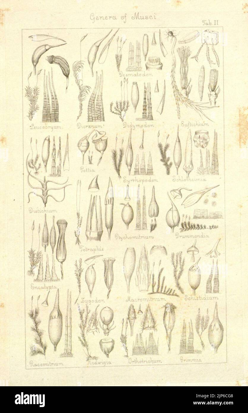 The musci and hepaticae of the United States east of the Mississippi ...