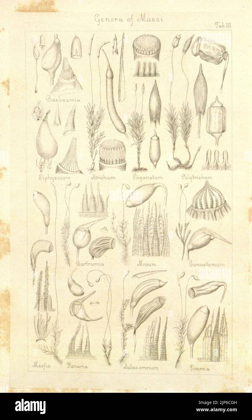 The musci and hepaticae of the United States east of the Mississippi ...