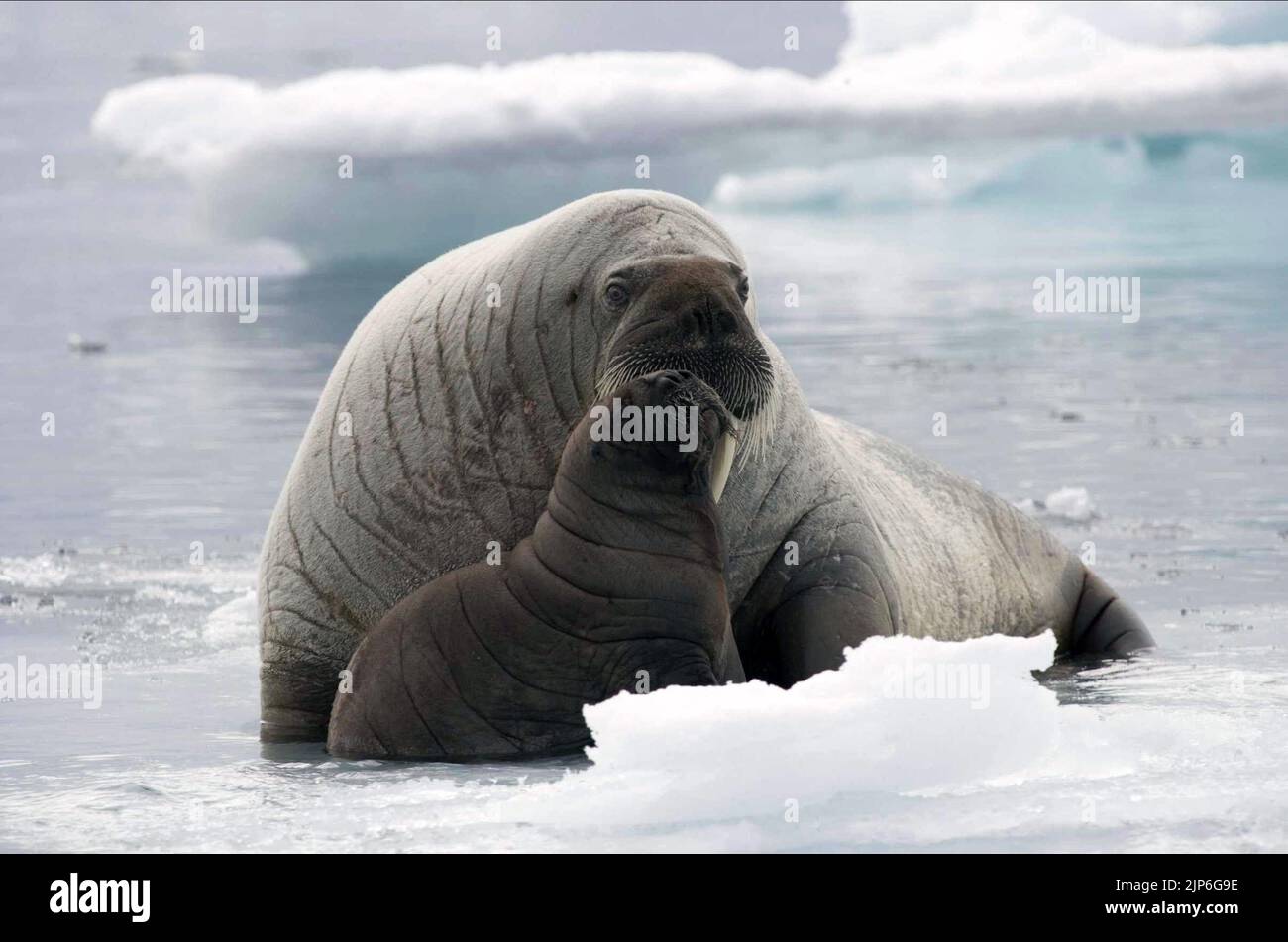 WALRUS, OCEANS, 2009 Stock Photo - Alamy