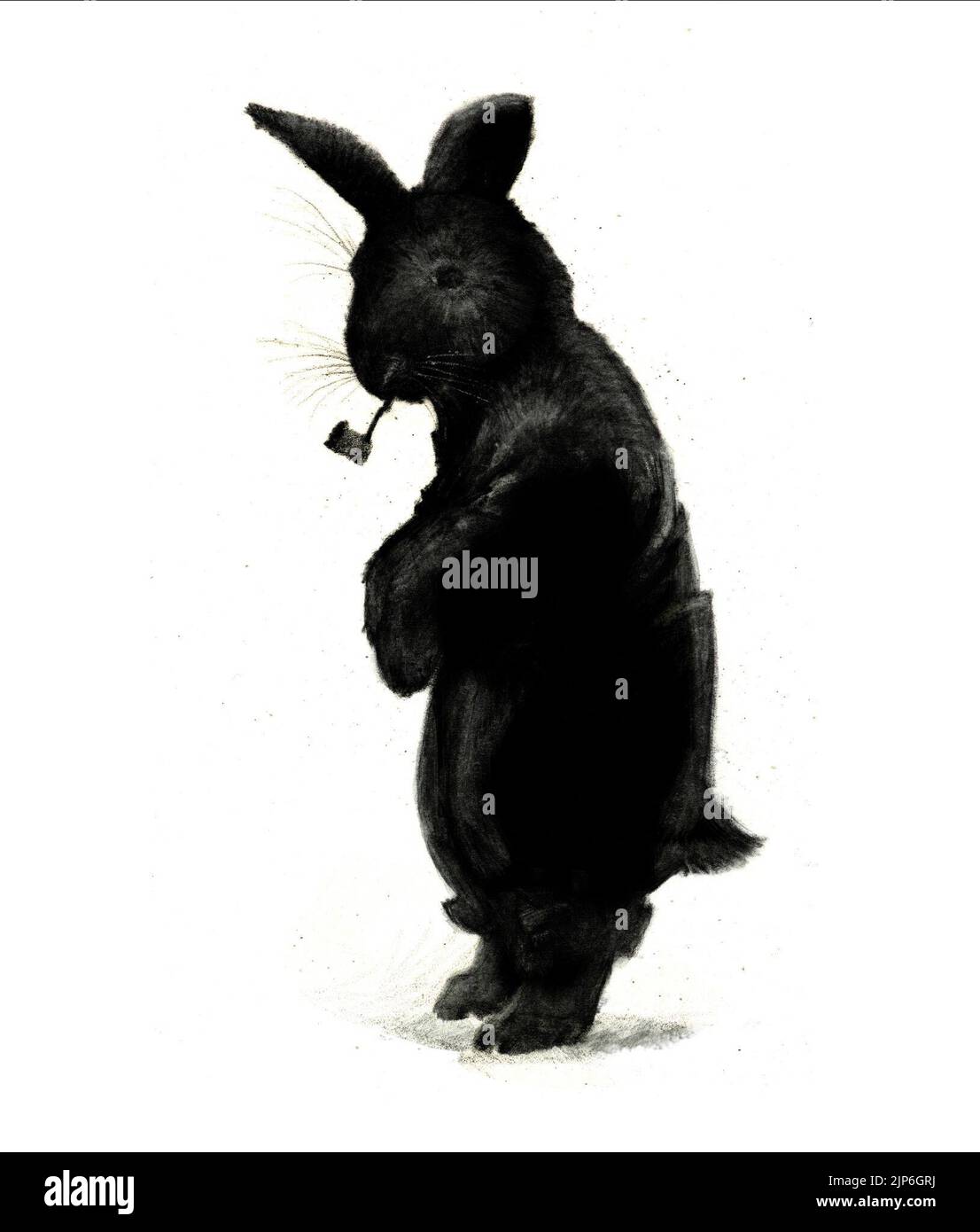 PIPE SMOKING BLACK RABBIT, GENERAL ORDERS NO. 9, 2009 Stock Photo - Alamy