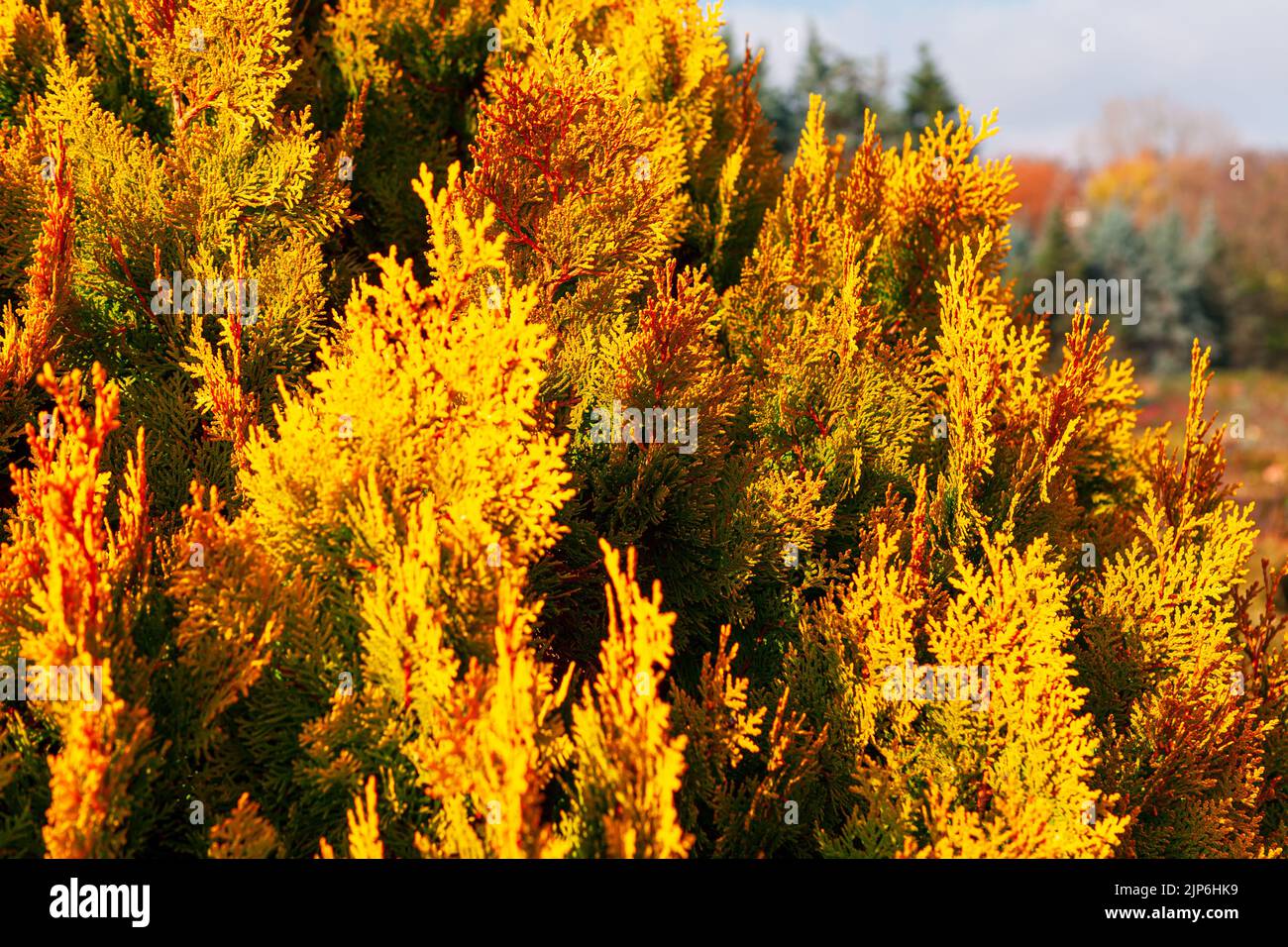 Autumn thuja in yellow hi-res stock photography and images - Alamy