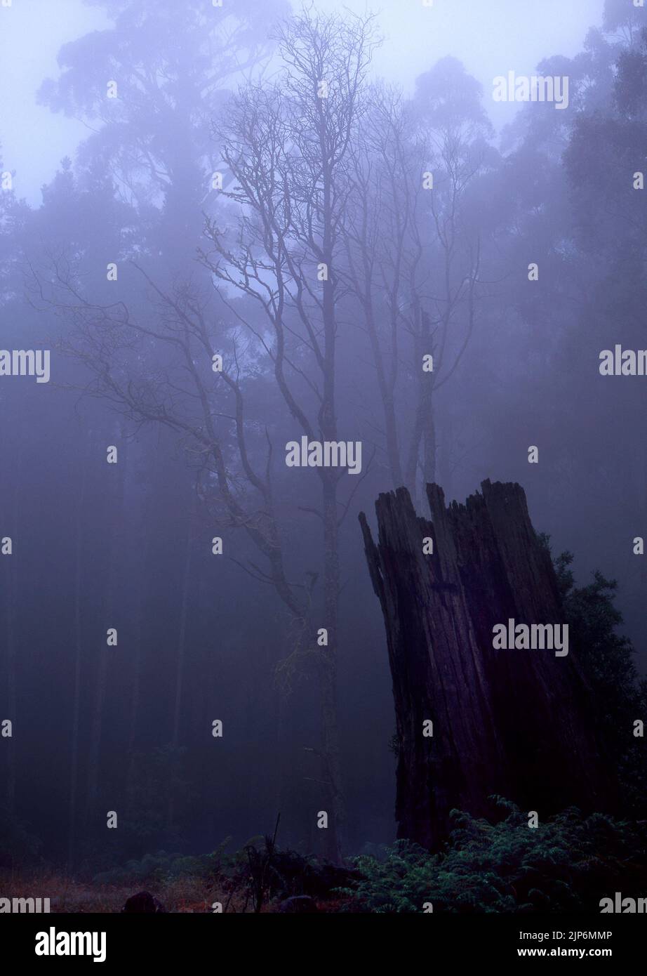 Burnt tree hi-res stock photography and images - Alamy