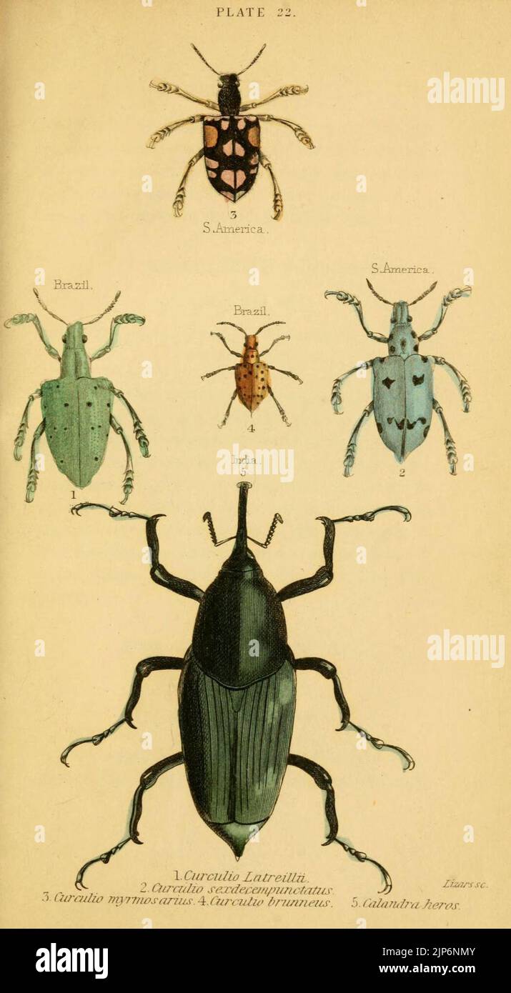 The natural history of beetles (Plate 22) (6008010041 Stock Photo - Alamy