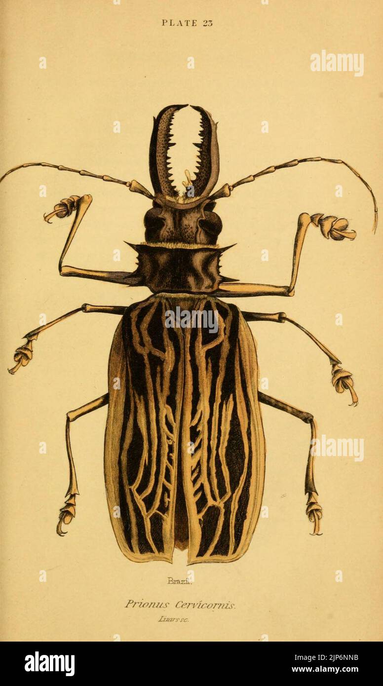 The natural history of beetles (Plate 23) (6008010479 Stock Photo - Alamy