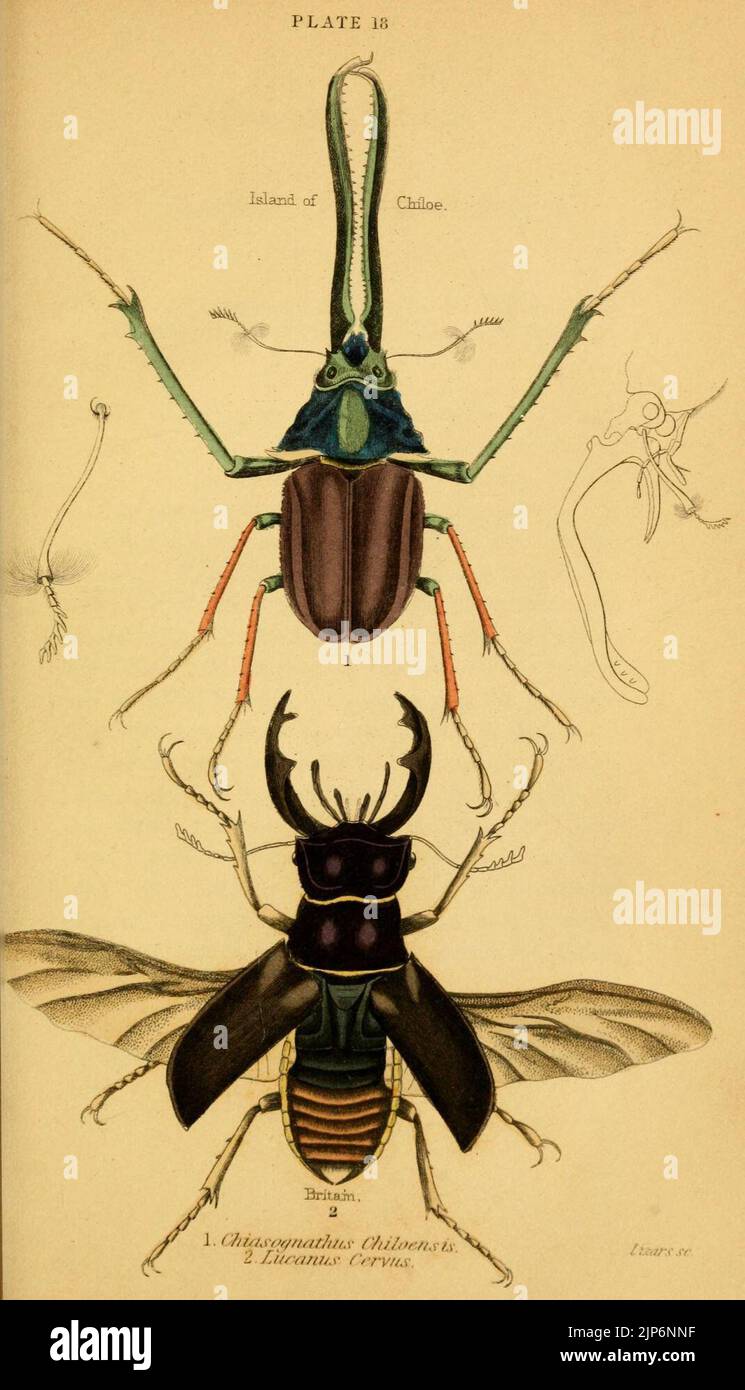 The natural history of beetles (Plate 18) (6008556668 Stock Photo - Alamy