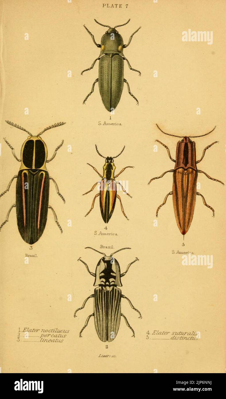 The natural history of beetles (Plate 7) (6008555030 Stock Photo - Alamy