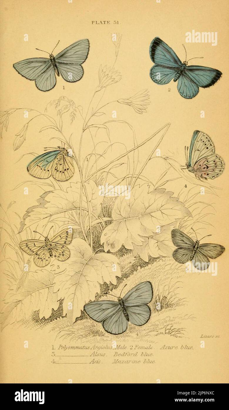The natural history of British butterflies (Plate 31) (6076682749 Stock ...