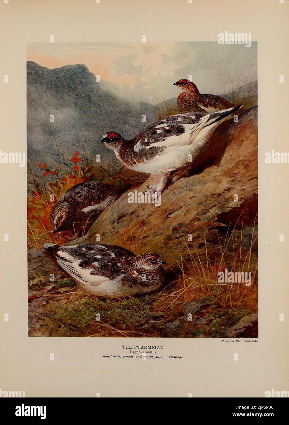 The natural history of British game birds (21519905870 Stock Photo - Alamy
