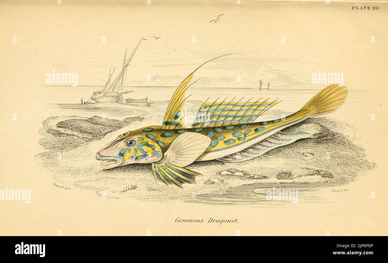 Natural history of british fishes hi-res stock photography and images ...