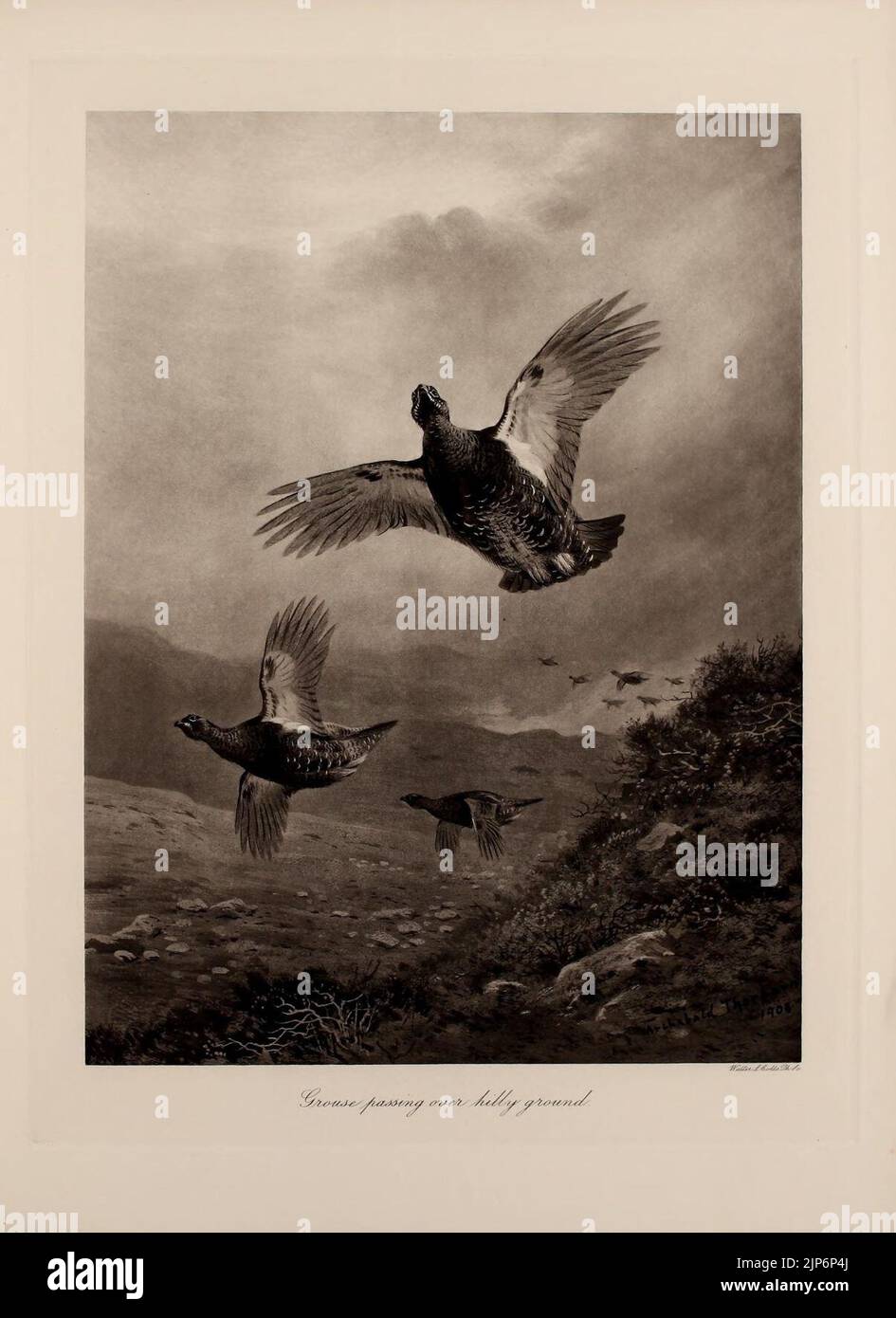 The natural history of British game birds (21681755426 Stock Photo - Alamy