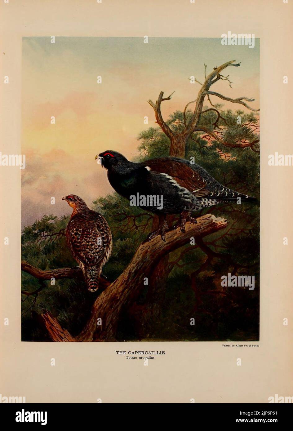 The natural history of British game birds Stock Photo - Alamy
