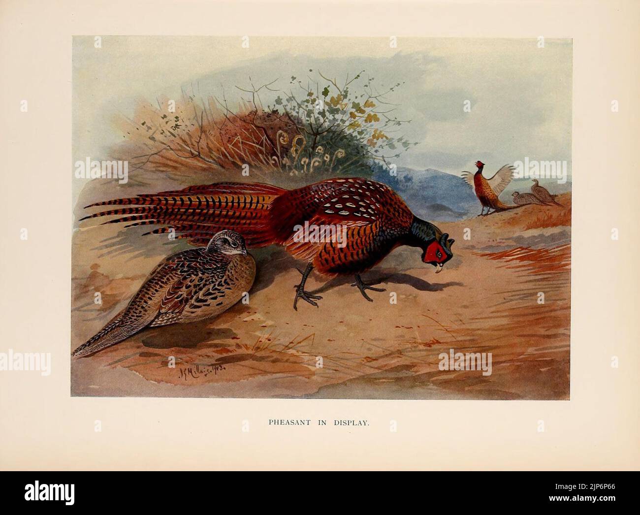 The natural history of British game birds (21521042749 Stock Photo - Alamy