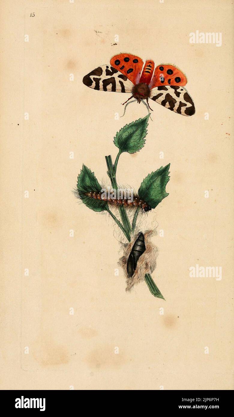 The natural history of British insects (6069988309 Stock Photo - Alamy