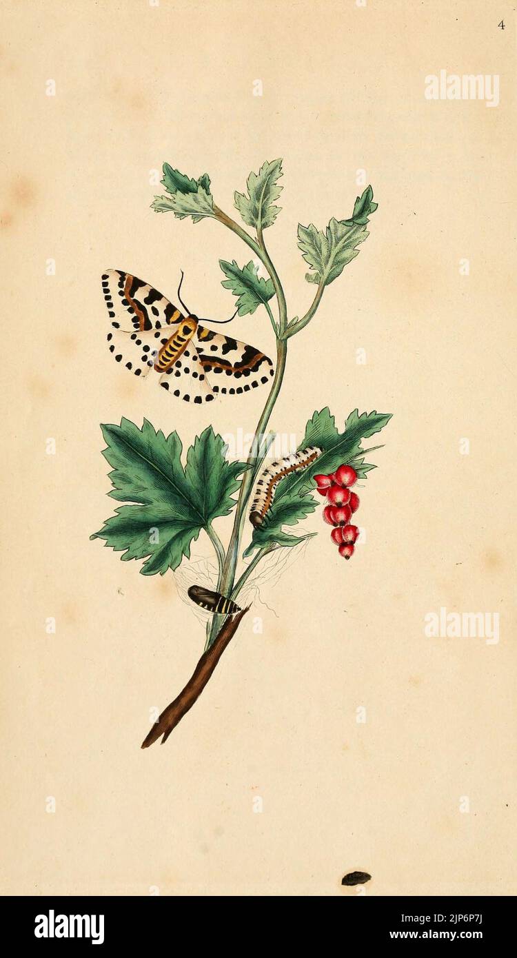 The natural history of British insects (6070529964 Stock Photo - Alamy