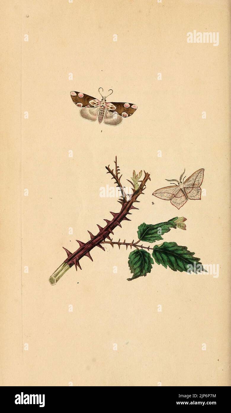 The natural history of British insects (6069997855 Stock Photo - Alamy