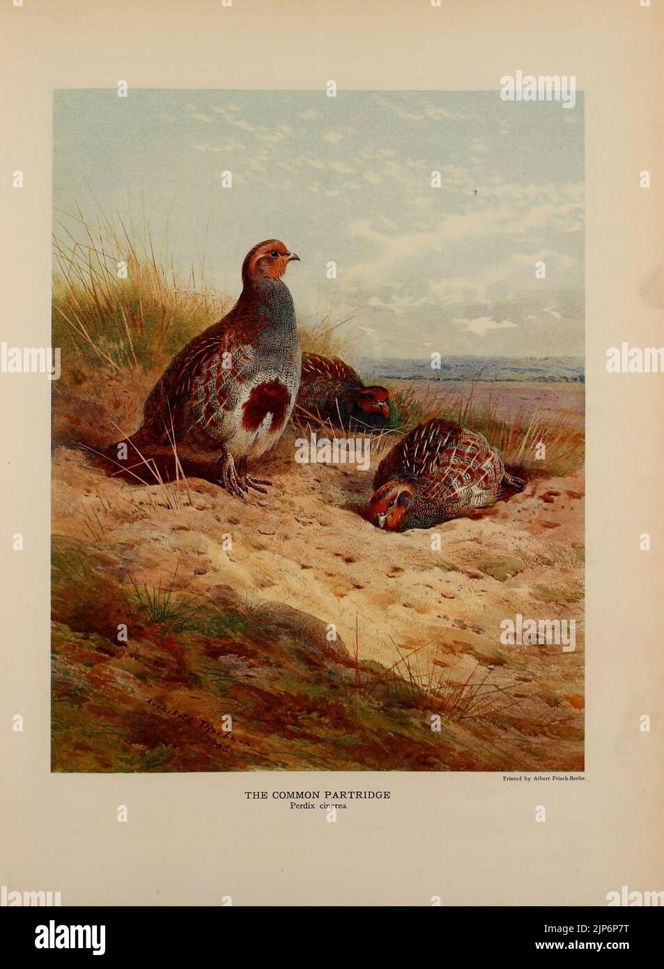 The natural history of British game birds Stock Photo - Alamy