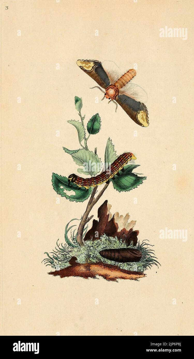 The natural history of British insects (6069982937 Stock Photo - Alamy