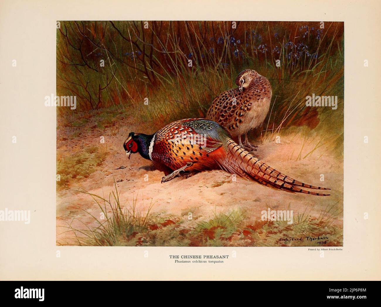 The natural history of British game birds Stock Photo - Alamy
