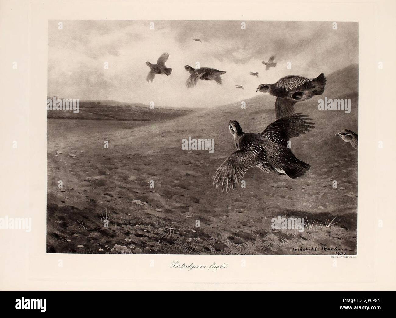 The natural history of British game birds Stock Photo - Alamy