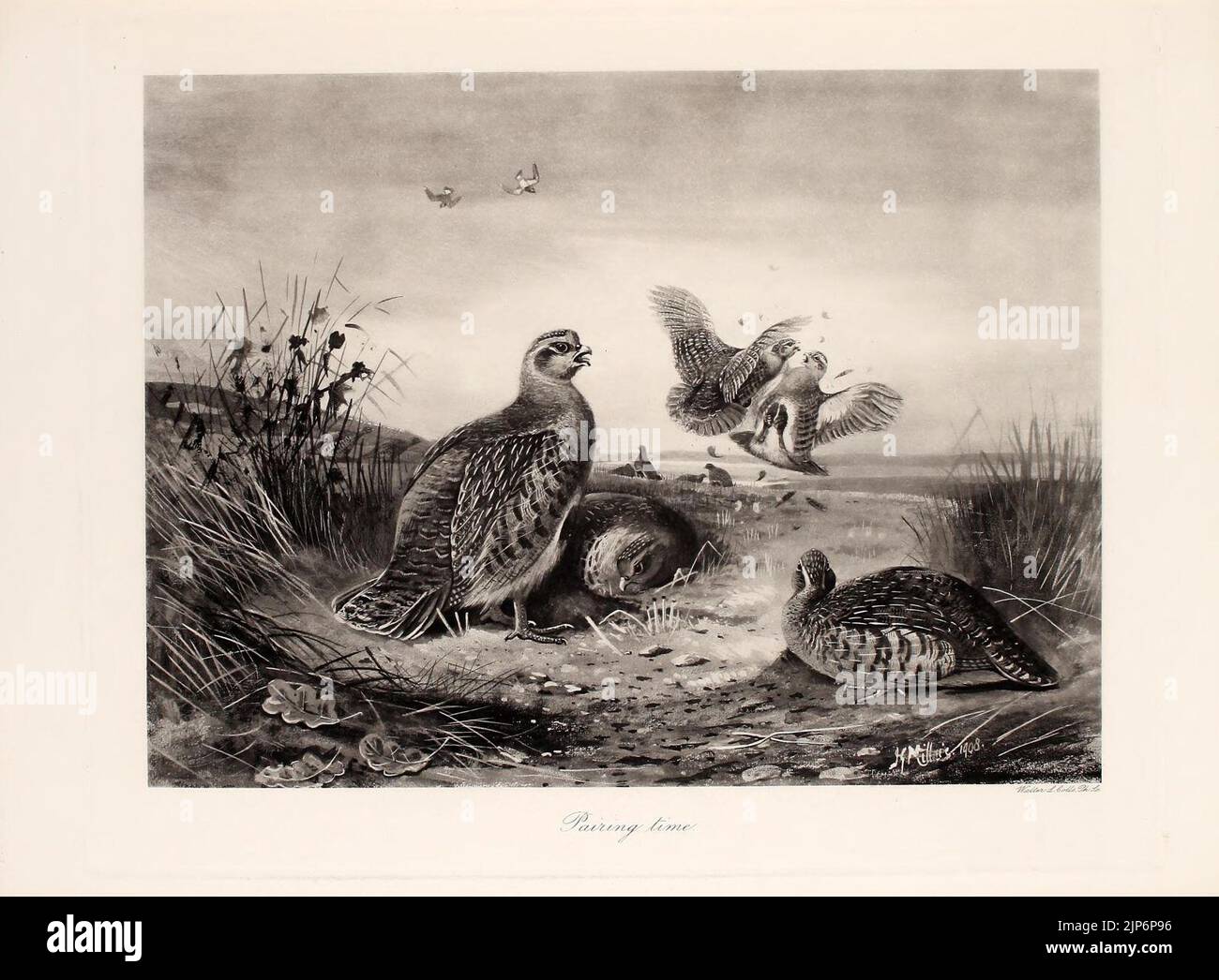 The natural history of British game birds Stock Photo - Alamy