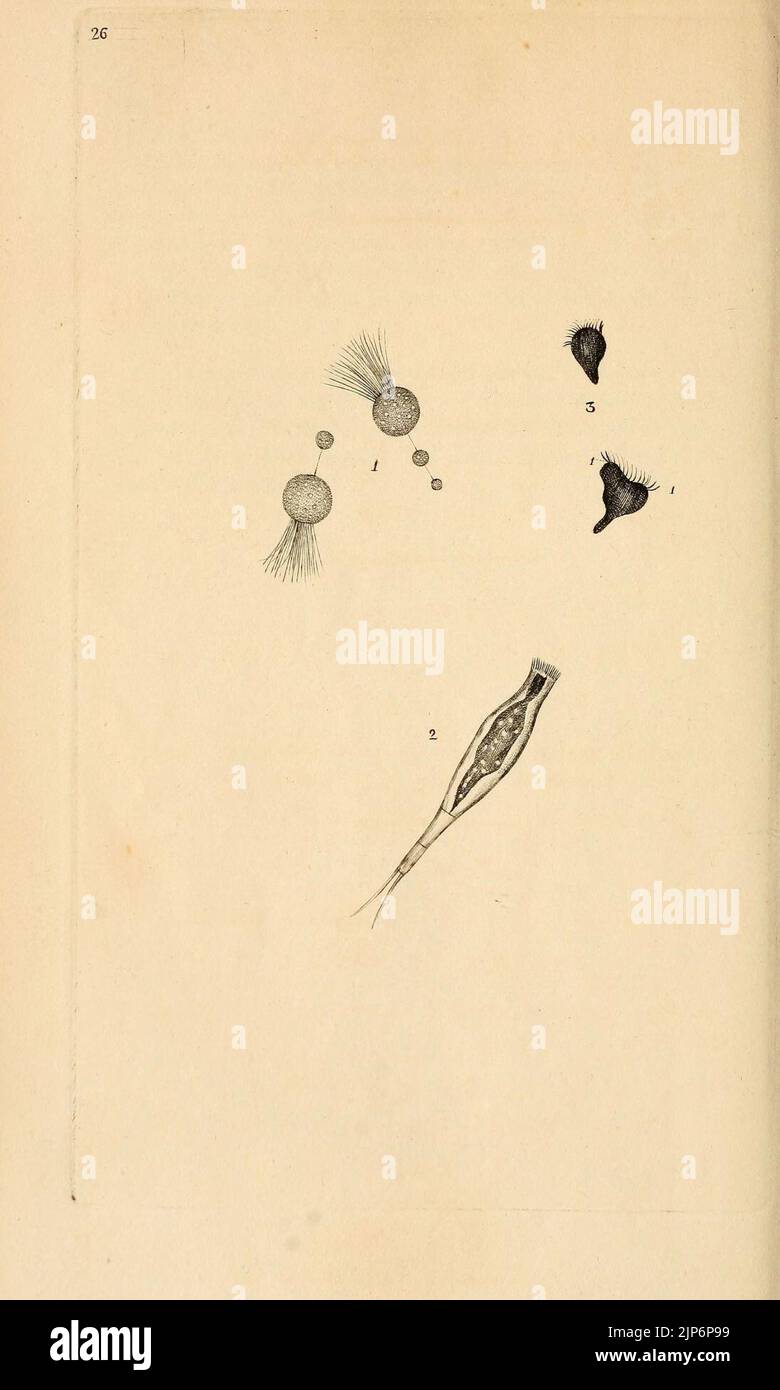 The natural history of British insects (6070541112 Stock Photo - Alamy