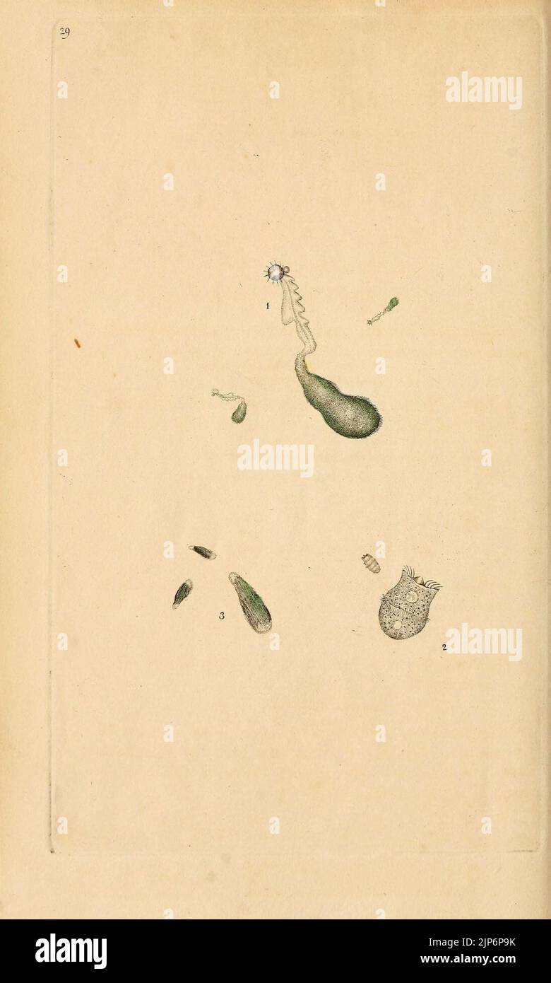 The natural history of British insects (6070542664 Stock Photo - Alamy