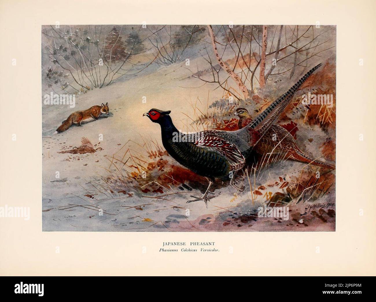 The natural history of British game birds Stock Photo - Alamy