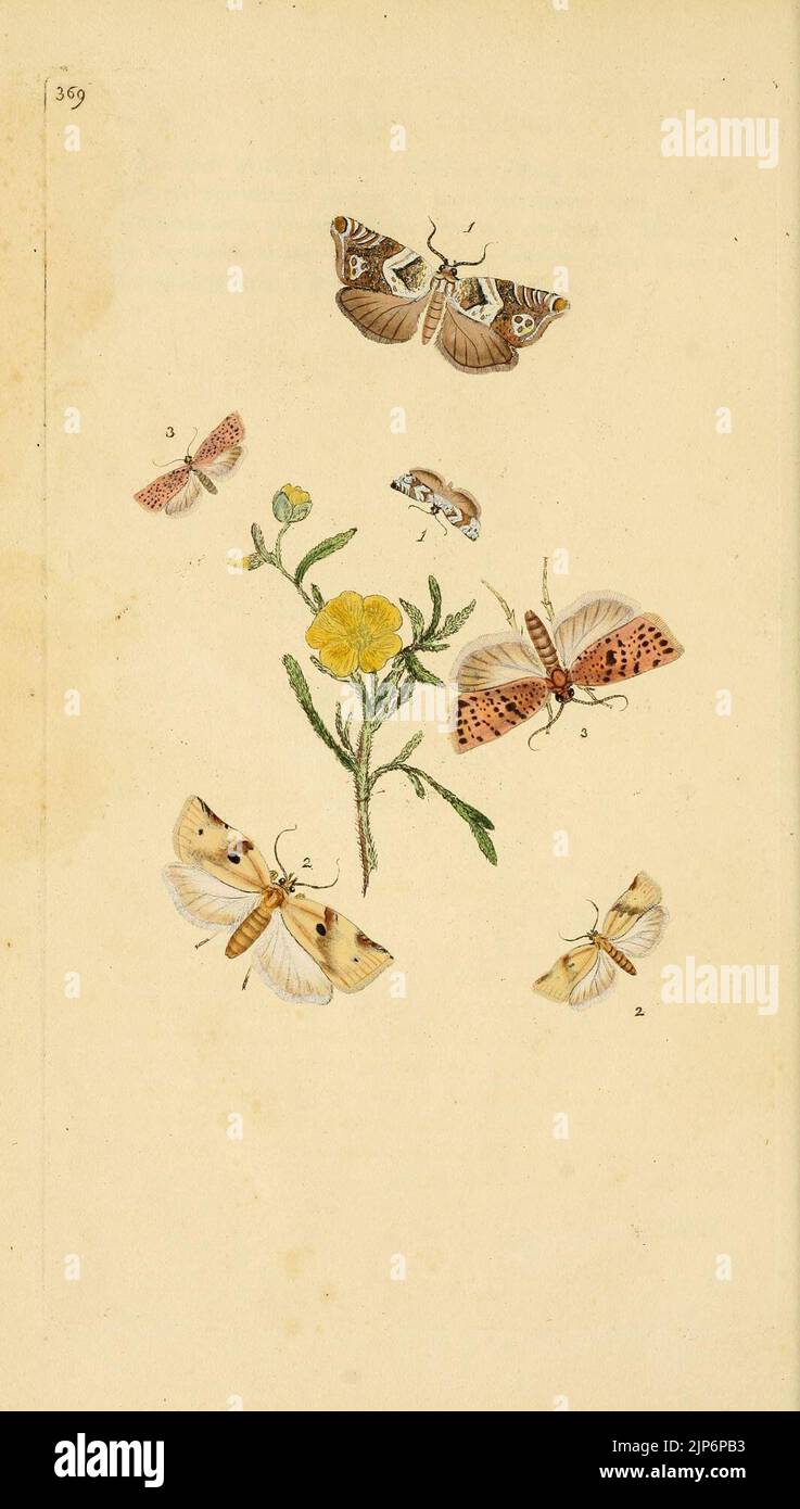 The natural history of British insects (Plate 369 Stock Photo - Alamy