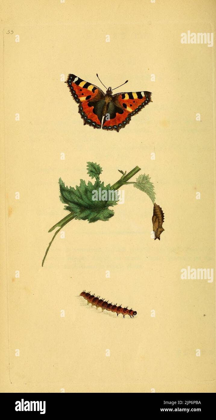 The natural history of British insects (10039032263 Stock Photo - Alamy