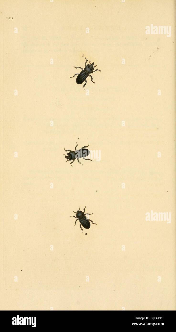 The natural history of British insects (Plate 368 Stock Photo - Alamy