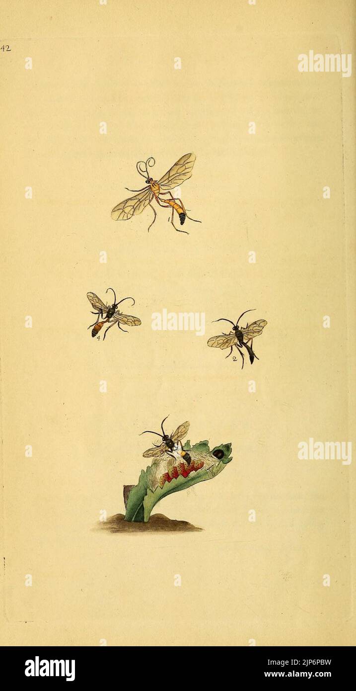 The natural history of British insects (10038874415 Stock Photo - Alamy