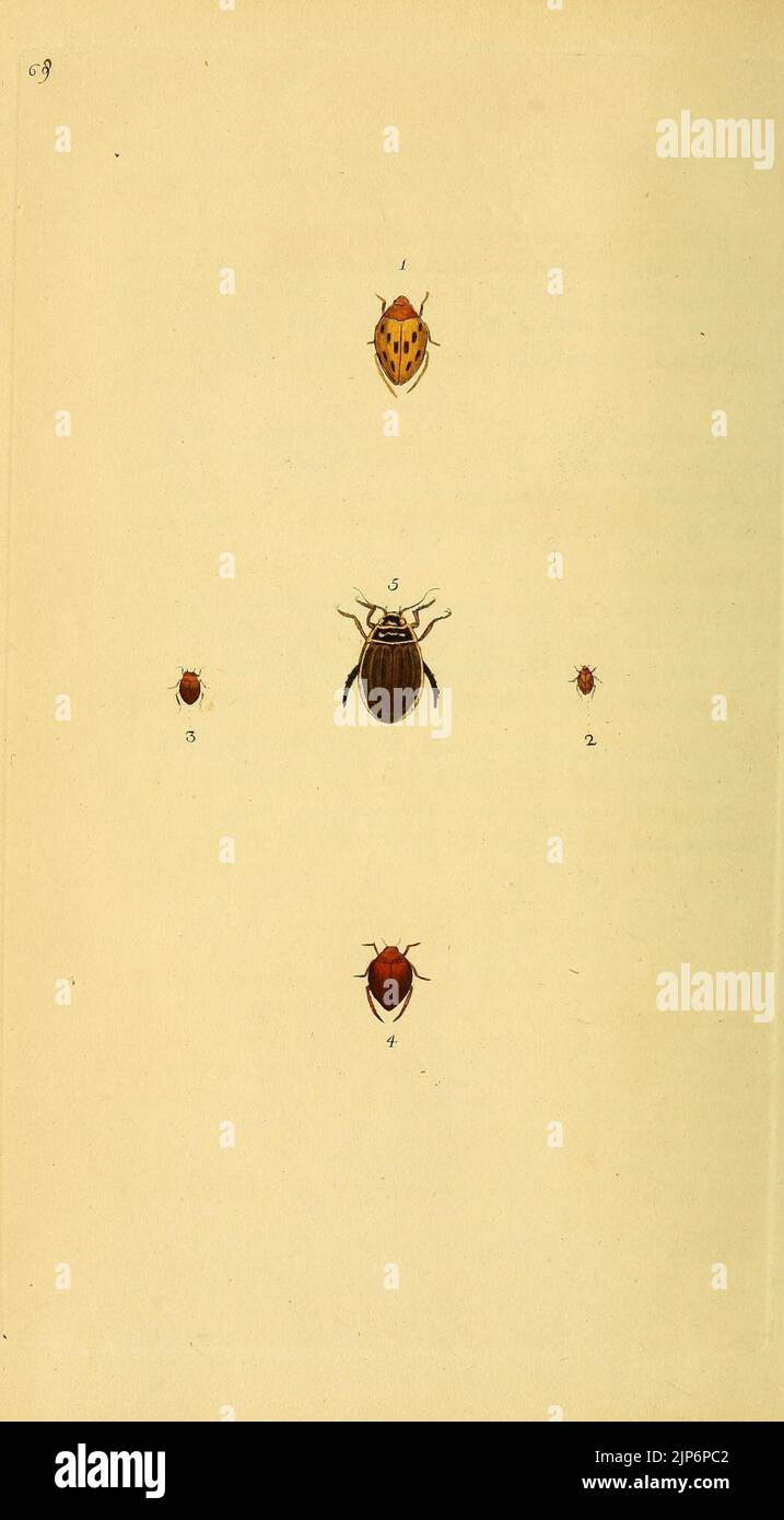 History of british insects hi-res stock photography and images - Alamy