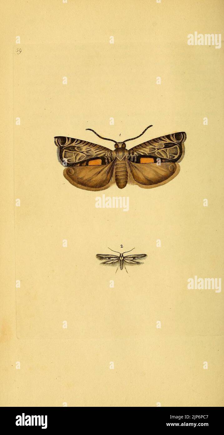 The natural history of British insects (10038918674 Stock Photo - Alamy