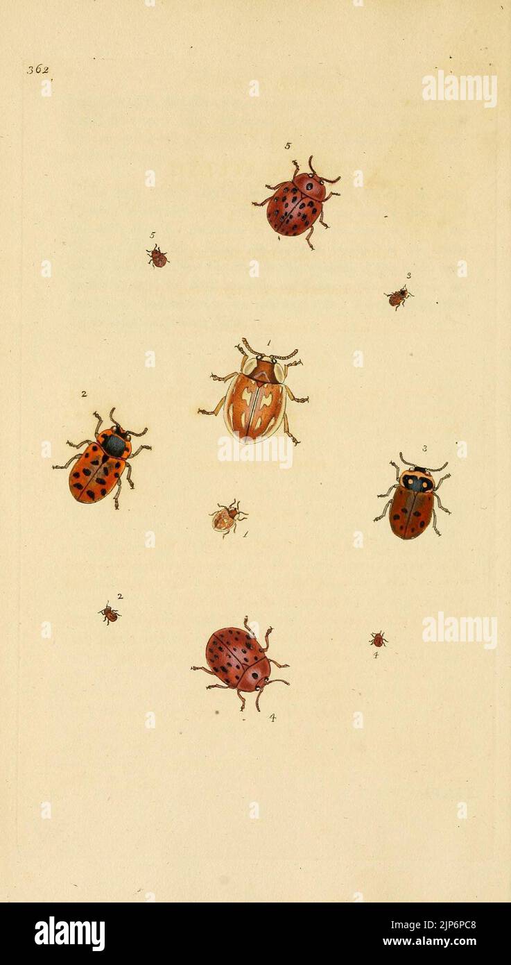 The natural history of British insects (Plate 362 Stock Photo - Alamy
