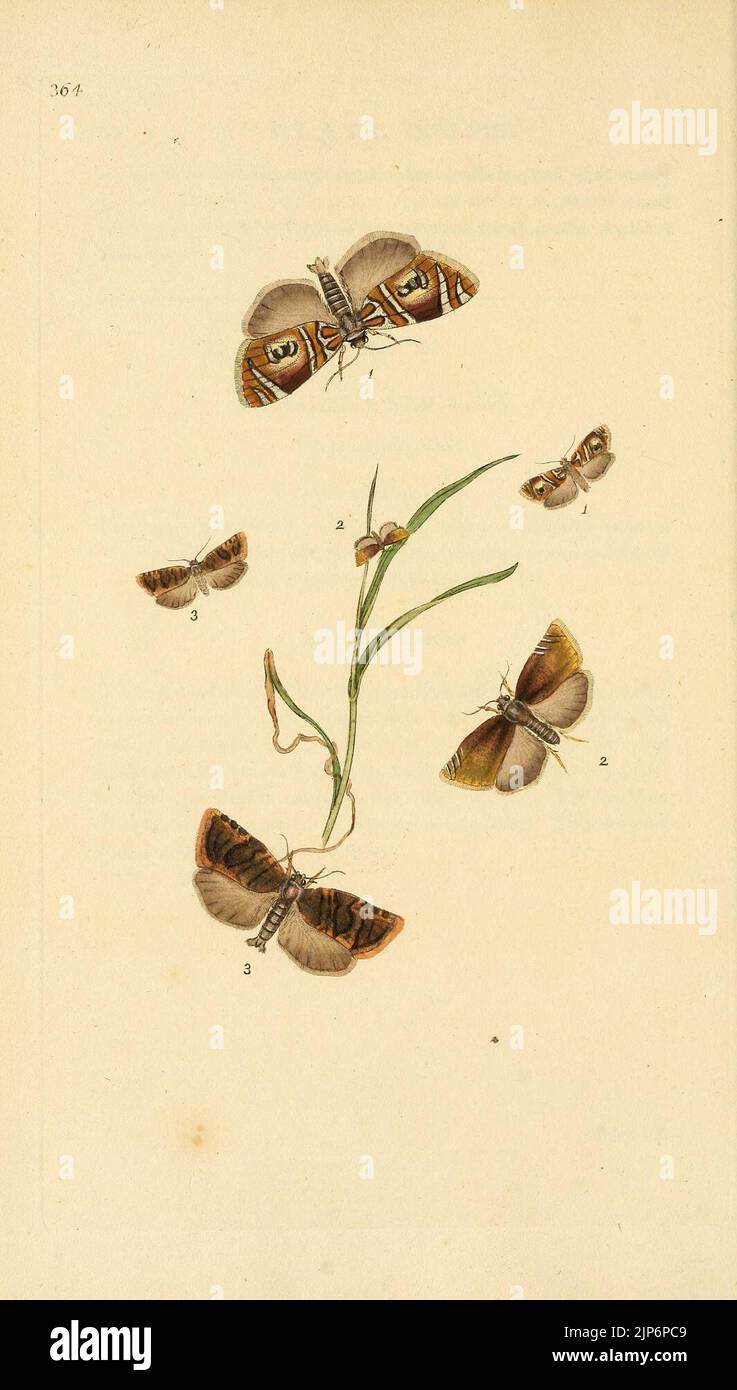 The natural history of British insects (Plate 364 Stock Photo - Alamy