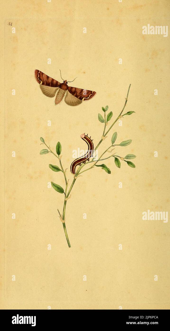 The natural history of British insects (10039013923 Stock Photo - Alamy