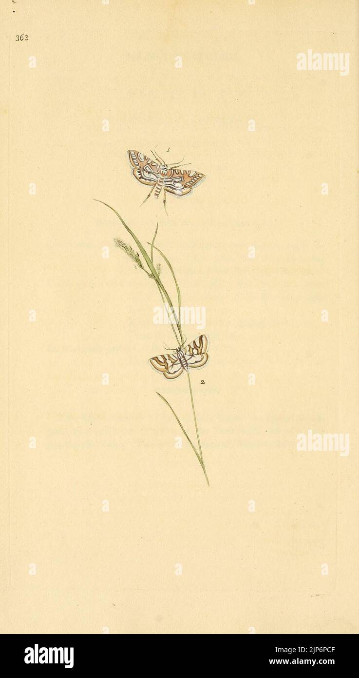 The natural history of British insects (Plate 363 Stock Photo - Alamy