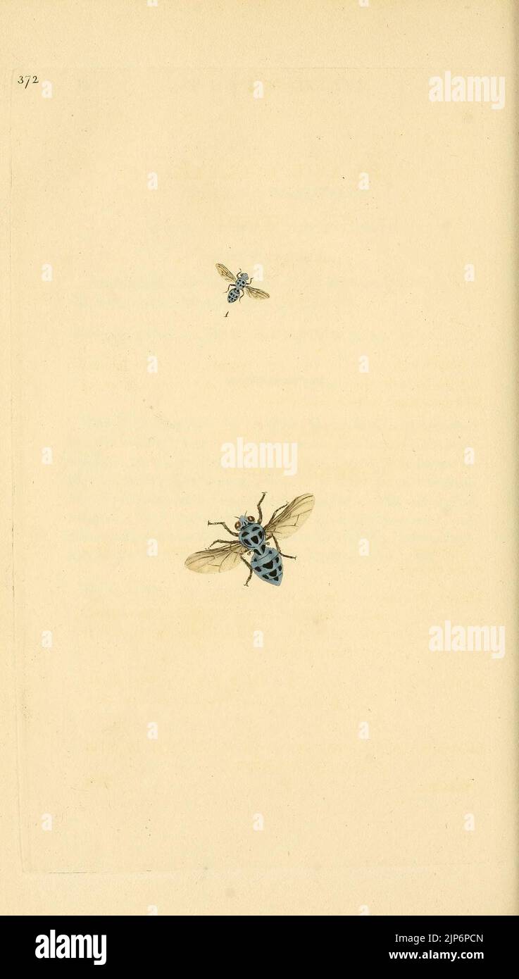 The natural history of British insects (Plate 372 Stock Photo - Alamy