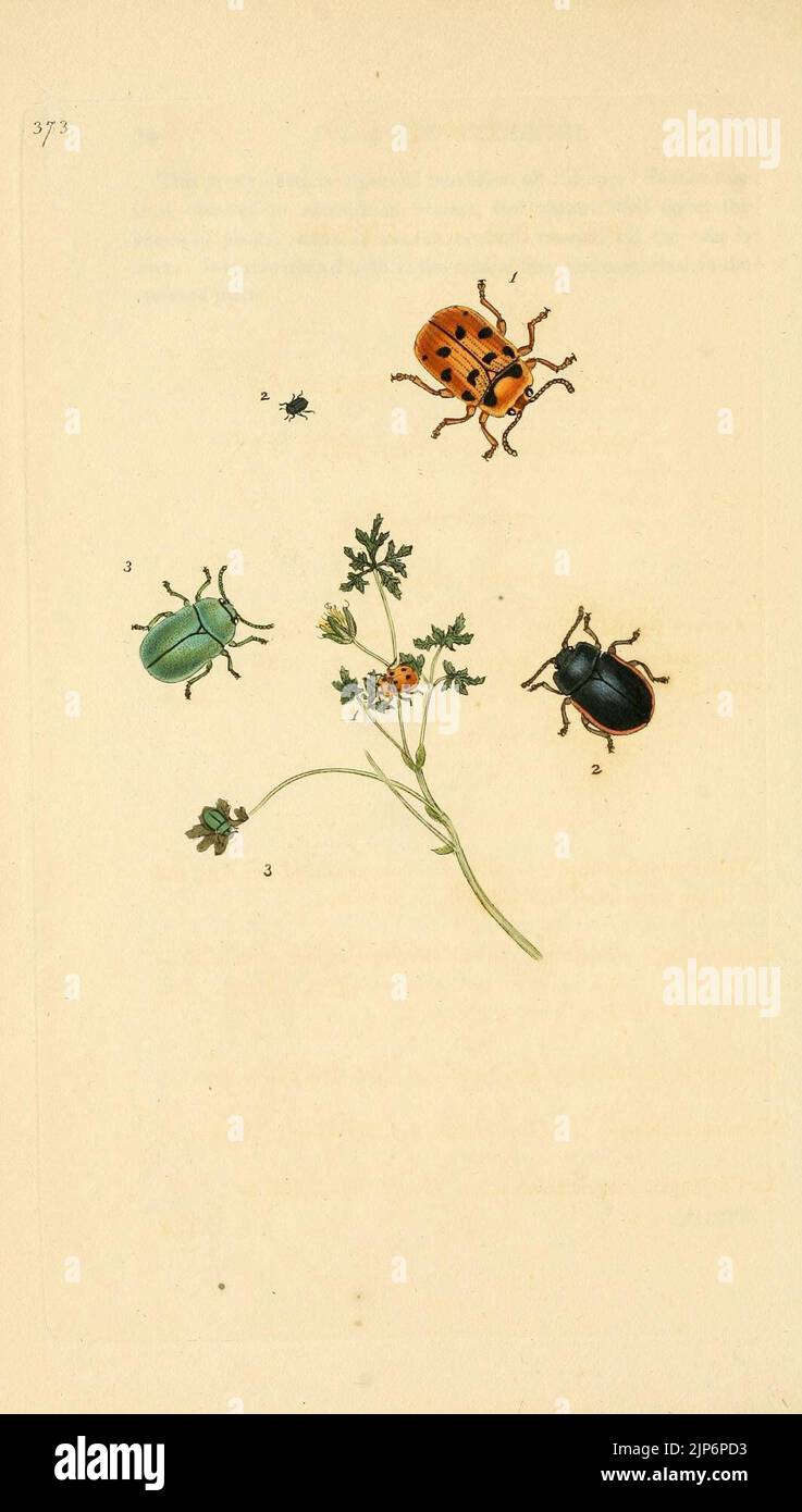 The natural history of British insects (Plate 373 Stock Photo - Alamy