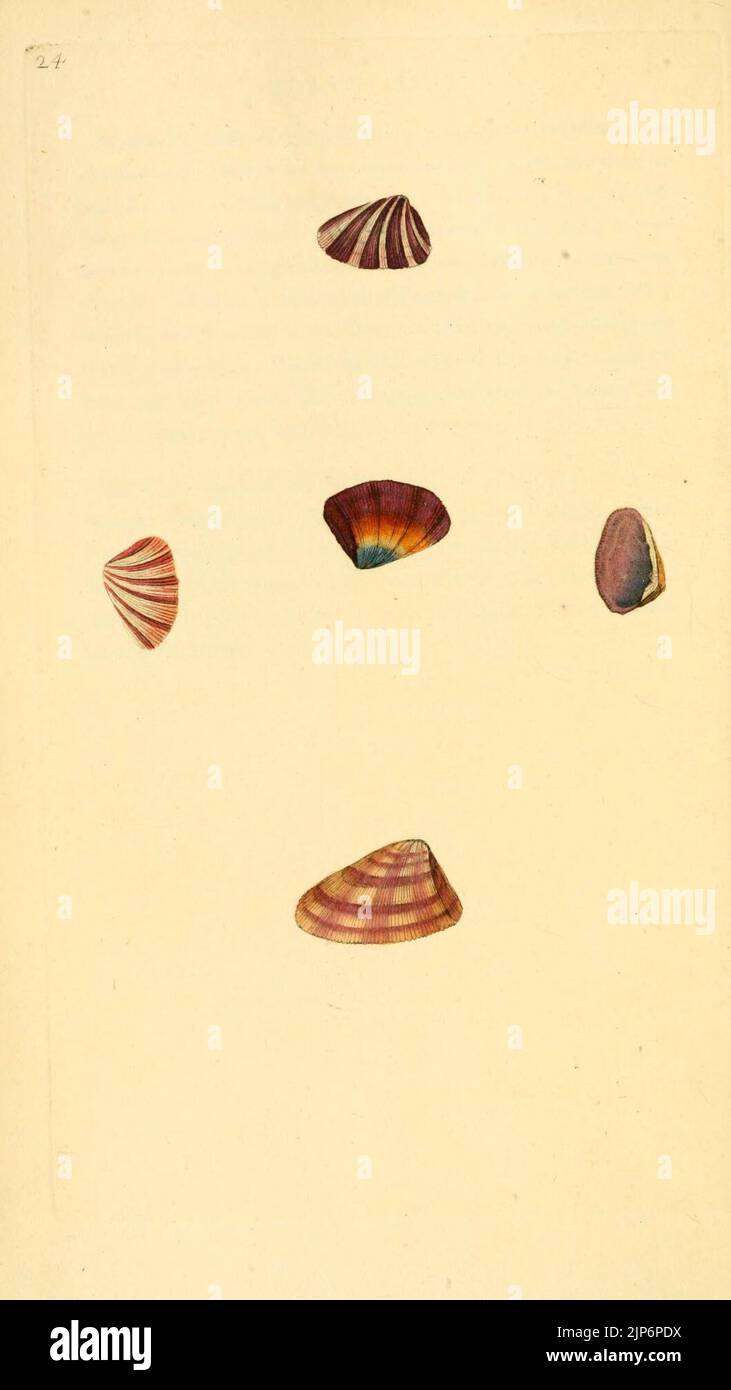 The natural history of British shells (Plate 24) (6127179412 Stock ...