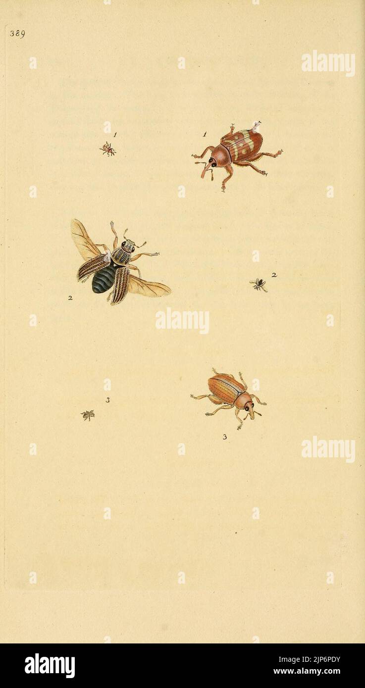 The natural history of British insects (Plate 389 Stock Photo - Alamy