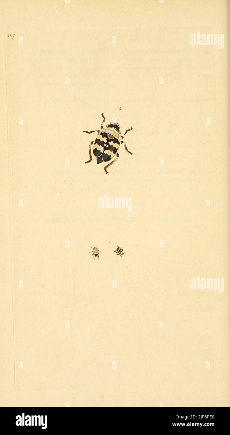The natural history of British insects (Plate 387 Stock Photo - Alamy