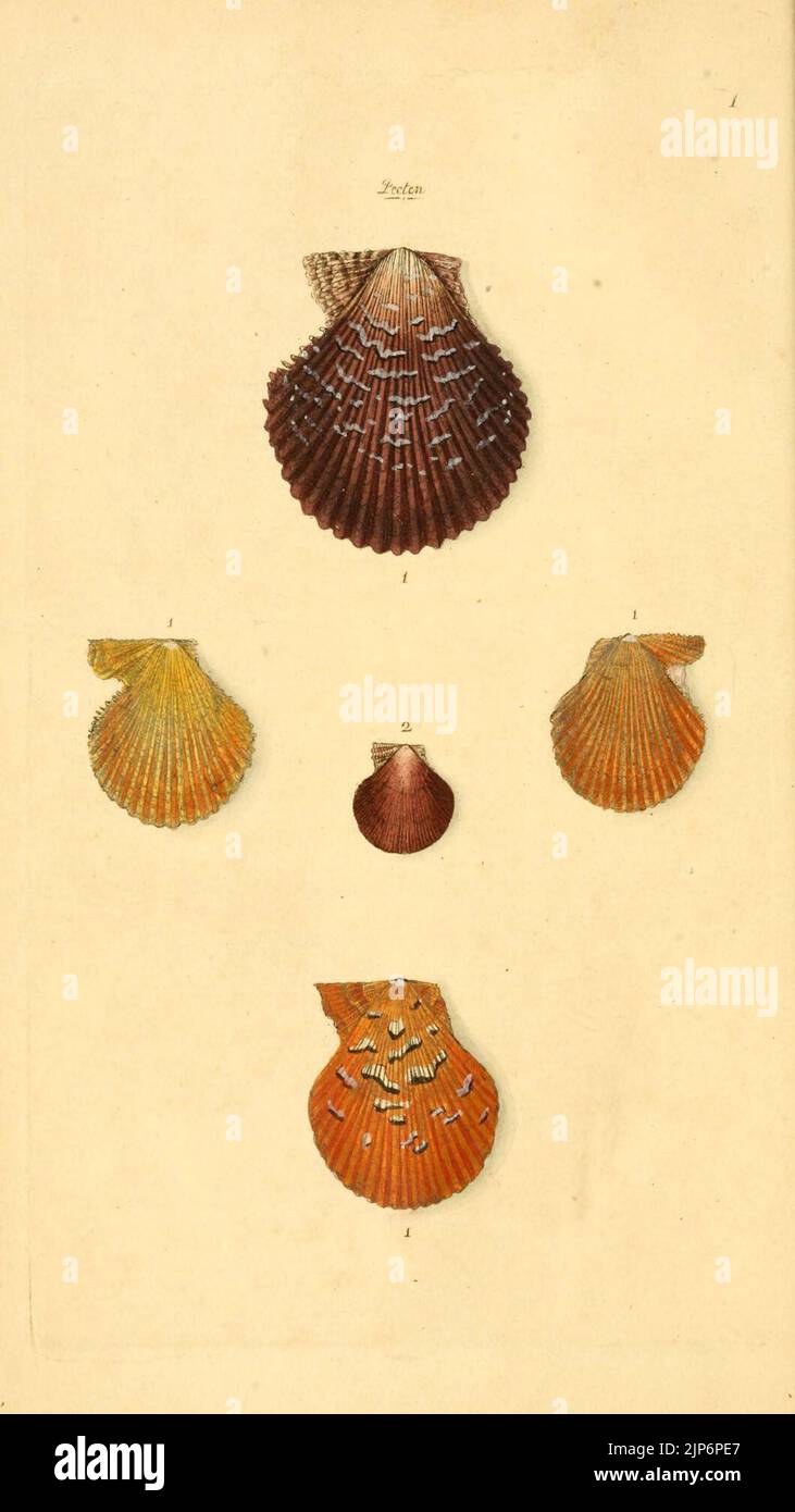 The natural history of British shells (Plate 1) (6127173912 Stock Photo ...