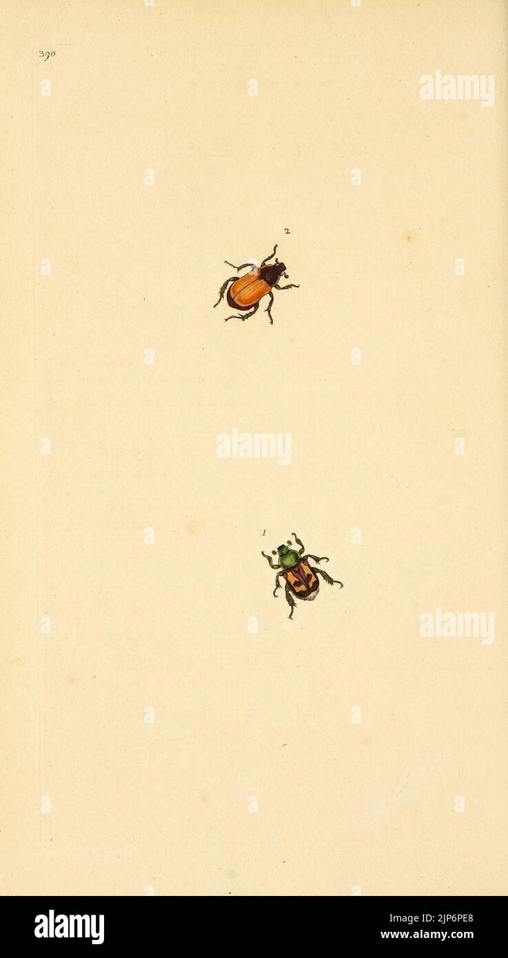 The natural history of British insects (Plate 390 Stock Photo - Alamy