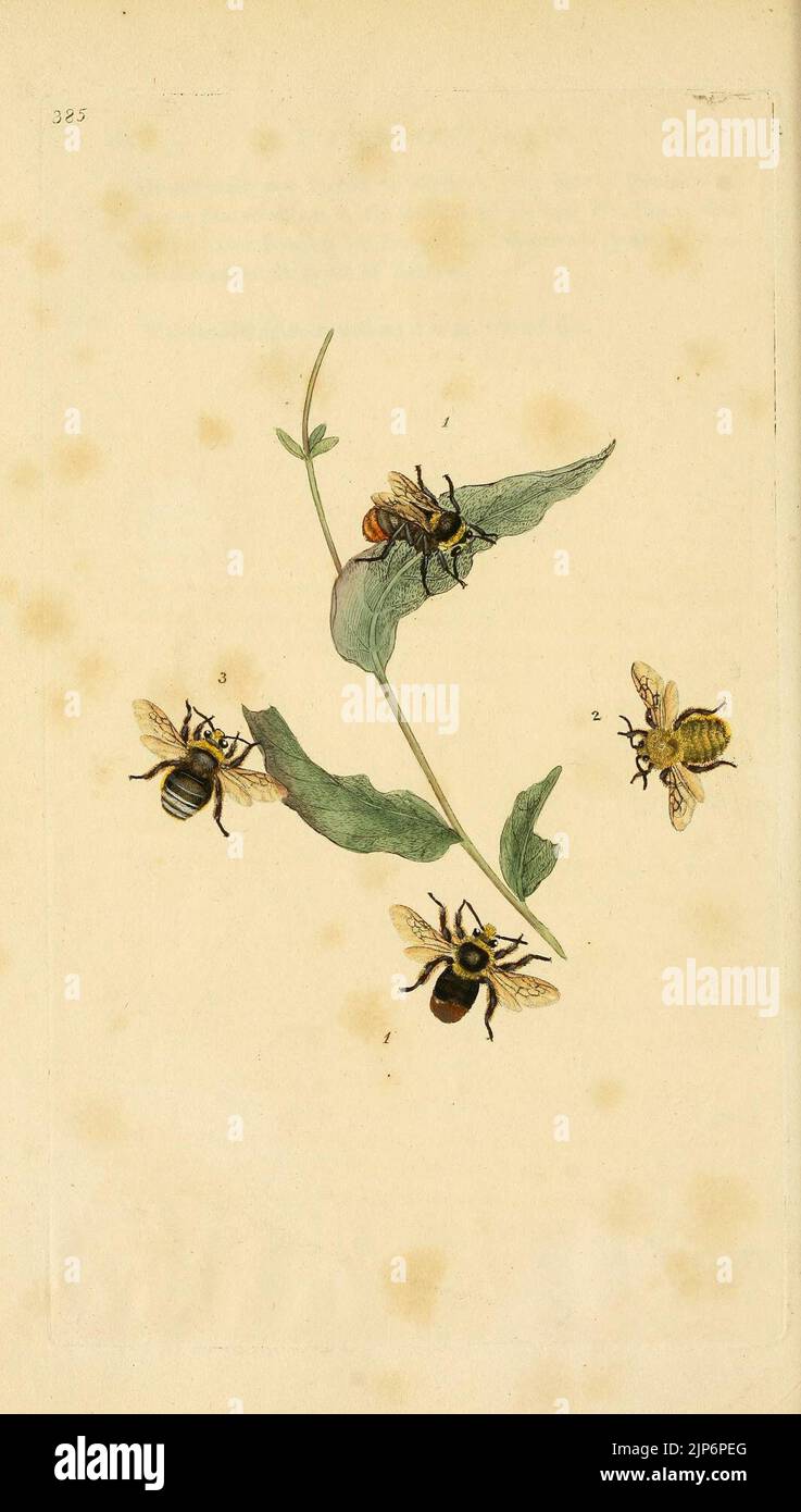 The natural history of British insects (Plate 385 Stock Photo - Alamy