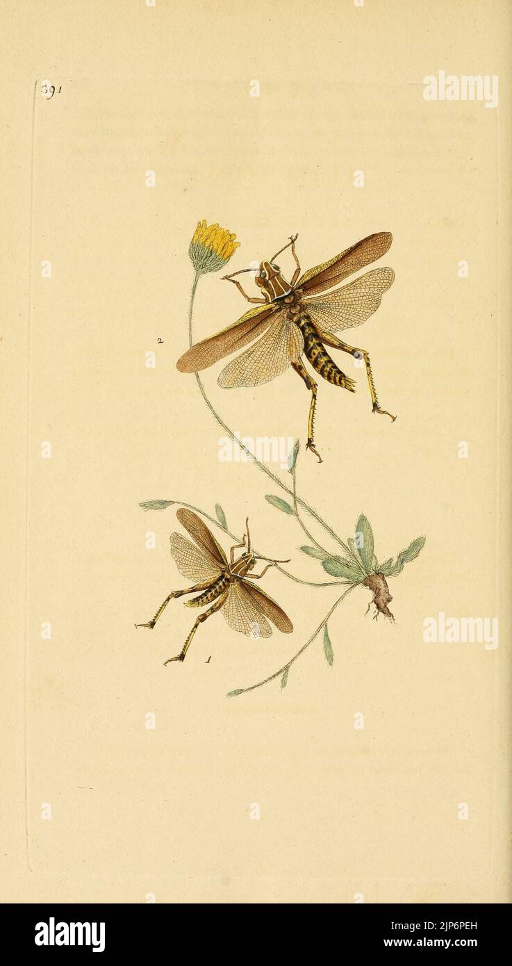 The natural history of British insects (Plate 391 Stock Photo - Alamy