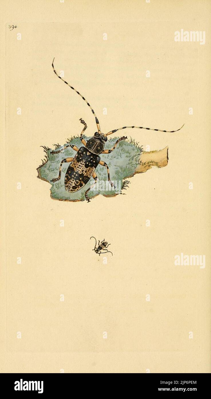 The natural history of British insects (Plate 394 Stock Photo - Alamy