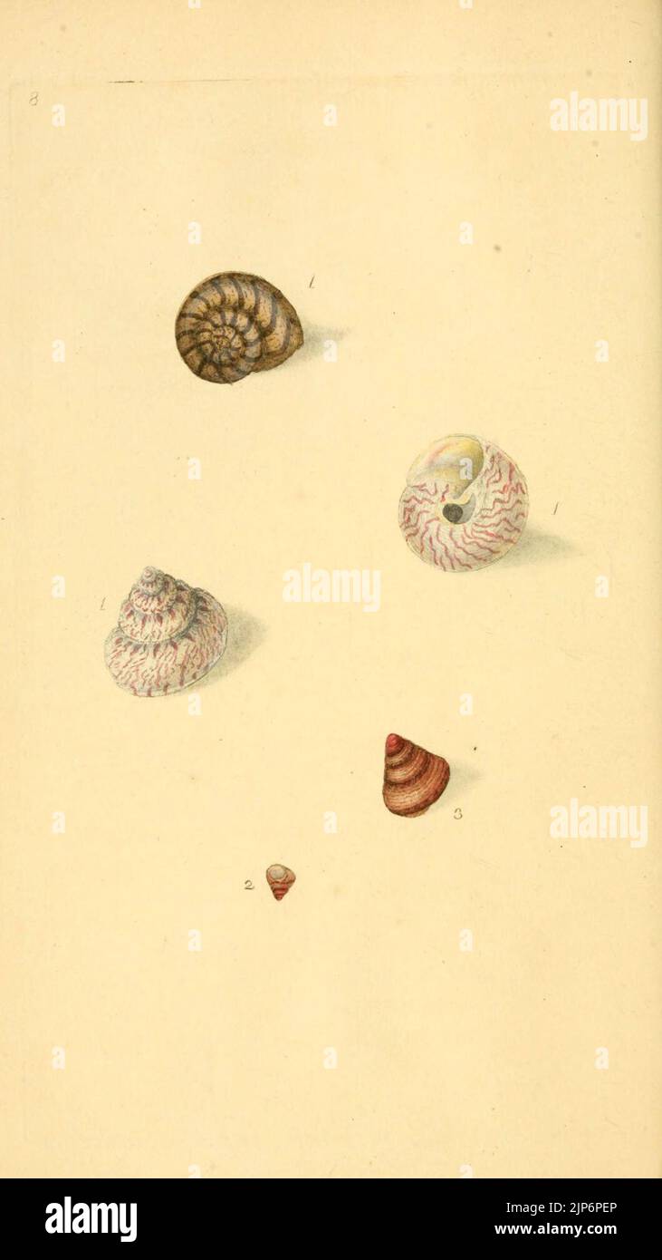 The natural history of British shells (Plate 8) (6127175660 Stock Photo ...