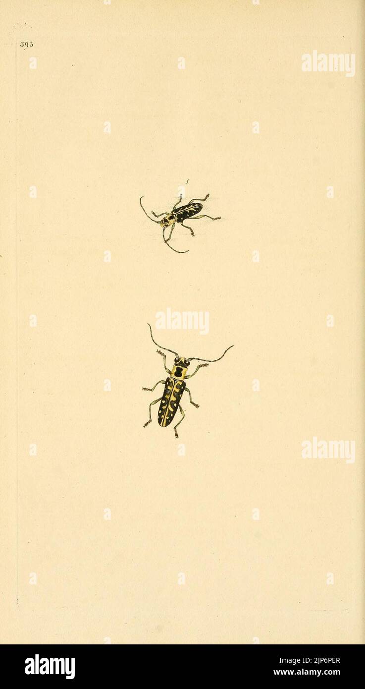 The natural history of British insects (Plate 393 Stock Photo - Alamy
