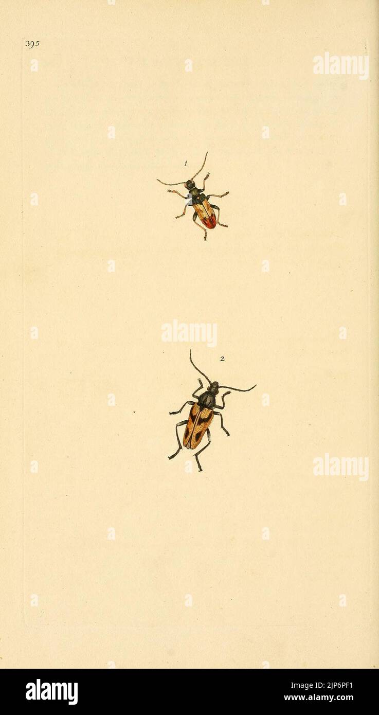 The natural history of British insects (Plate 395 Stock Photo - Alamy